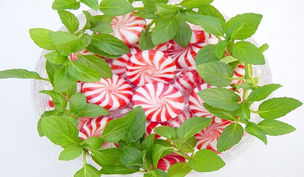 Peppermint Nutrition Facts - Health Benefits, Nutritional Values and ...